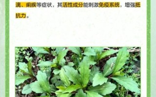 马兰头营养价值_马兰头功效与作用