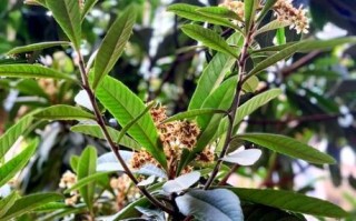 枇杷叶治疗咽喉炎多久见效_枇杷叶怎么喝最有效