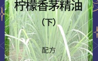 香茅驱蚊真的有用吗_香茅精油怎么使用