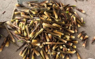 野生竹笋怎么挑选_野生竹笋有毒吗