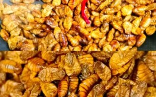 东北干煸蚕蛹怎么做_干煸蚕蛹用不用焯水