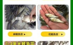 鳜鱼苗批发价格多少钱一斤_鳜鱼苗批发价格行情