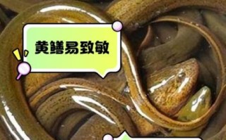 吃黄鳝的禁忌_什么人不能吃黄鳝