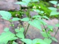 野生白花菜长什么样_野生白花菜能吃吗