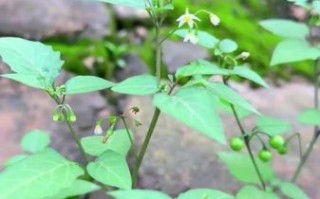 野生白花菜长什么样_野生白花菜能吃吗