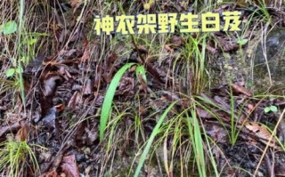 白芨的功效与作用及食用方法_白芨怎么吃效果最好