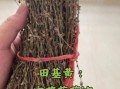 田基黄配什么治肝脏最好_田基黄和什么搭配护肝最有效