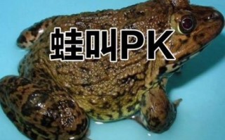 田鸡蛙图片_如何区分田鸡与青蛙