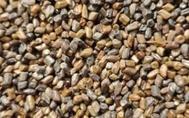 决明子多少钱一斤_决明子价格影响因素