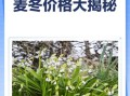麦冬价格2021最新价格_多少钱一斤
