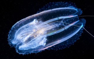 蝴蝶水母有毒吗_蝴蝶水母能养吗
