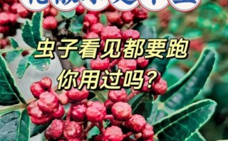 花椒水泡龟头有什么用_会不会有副作用