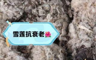 雪莲花有什么功效与作用_雪莲花怎么吃效果最好