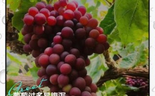 葡萄吃多了会怎么样_葡萄过量危害