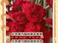 花语希望救赎的花有哪些_如何挑选寓意重生的花束
