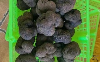 白松露多少钱一斤_白松露价格为什么这么贵