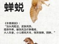 蝉蜕的功效与作用_蝉蜕主治什么病
