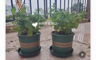 薄荷网官网入口在哪_薄荷网怎么用