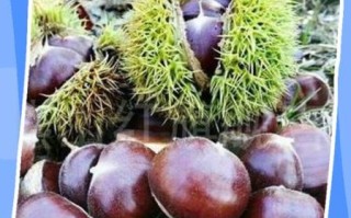 怎样煮板栗才好剥皮_板栗怎么煮容易去皮