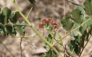 甘草图片高清图片_甘草长什么样
