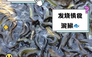 吃泥鳅的禁忌人群_哪些人不能吃泥鳅