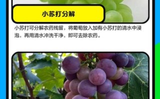 洗葡萄用盐水泡多久_盐水泡葡萄的正确方法