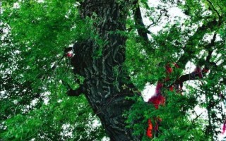 榆树为什么百鬼不近_民间说法与科学解释