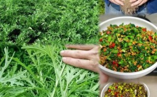 鲜雪里蕻包饺子怎么做_雪里蕻饺子馅要不要焯水