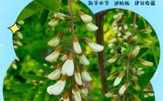 槐花的花语是什么_槐花象征什么意义