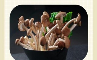 茶树菇一次吃多少合适_吃多了会怎样