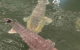 鲟鱼养殖技术视频_鲟鱼养殖新手常见问题