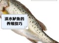 淡水鲈鱼怎么钓_淡水鲈鱼吃什么