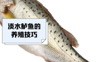 淡水鲈鱼怎么钓_淡水鲈鱼吃什么
