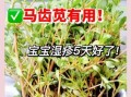 马齿苋治皮肤病有效吗_马齿苋治哪些皮肤病