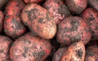 红烧土豆叶事件真相_红烧土豆叶为什么火了