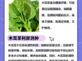 木耳菜的功效与作用及禁忌_什么人不能吃