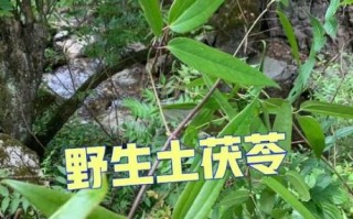 土茯苓的功效与作用_土茯苓怎么吃最好