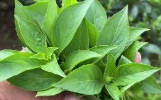 金不换是不是九层塔_区别与用途全解析