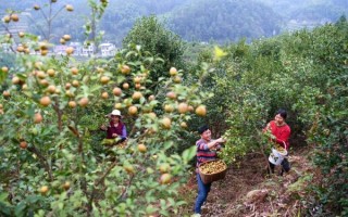 油茶树种植方法_油茶树几年结果