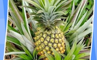 菠萝树长什么样_菠萝树几年结果