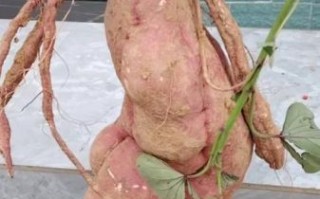 贵州地瓜图片大全_贵州地瓜品种有哪些