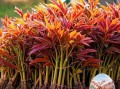 香椿树怎么种植_香椿树种植时间和方法