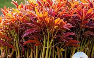 香椿树怎么种植_香椿树种植时间和方法