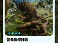 菱角的功效与作用_菱角什么人不能吃