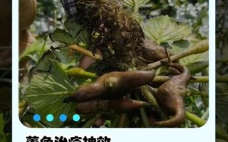 菱角的功效与作用_菱角什么人不能吃