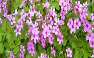 红花酢浆草怎么养_红花酢浆草花期多久