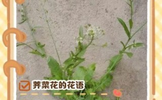 荠菜花的花语是什么_荠菜花代表什么寓意
