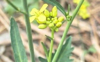 芥菜是什么菜_芥菜和盖菜的区别