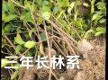 长林油茶苗价格_长林油茶苗怎么种植