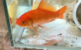 红鲫鱼怎么养_红鲫鱼能长多大